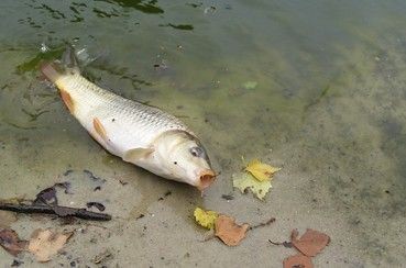 Let op dode vissen en blauwalg - Ermelosezaken.nl