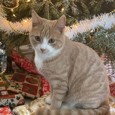 Cypers rood witte kater Frits wordt vermist in Ermelo - Ermelosezaken.nl